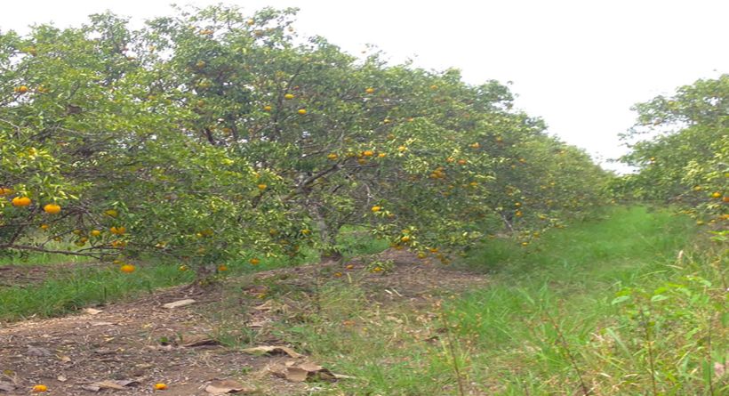 TURN KEY FARM/HIGHLY PRODUCING CITRUS TREES| Farm For Sale in Belize ...